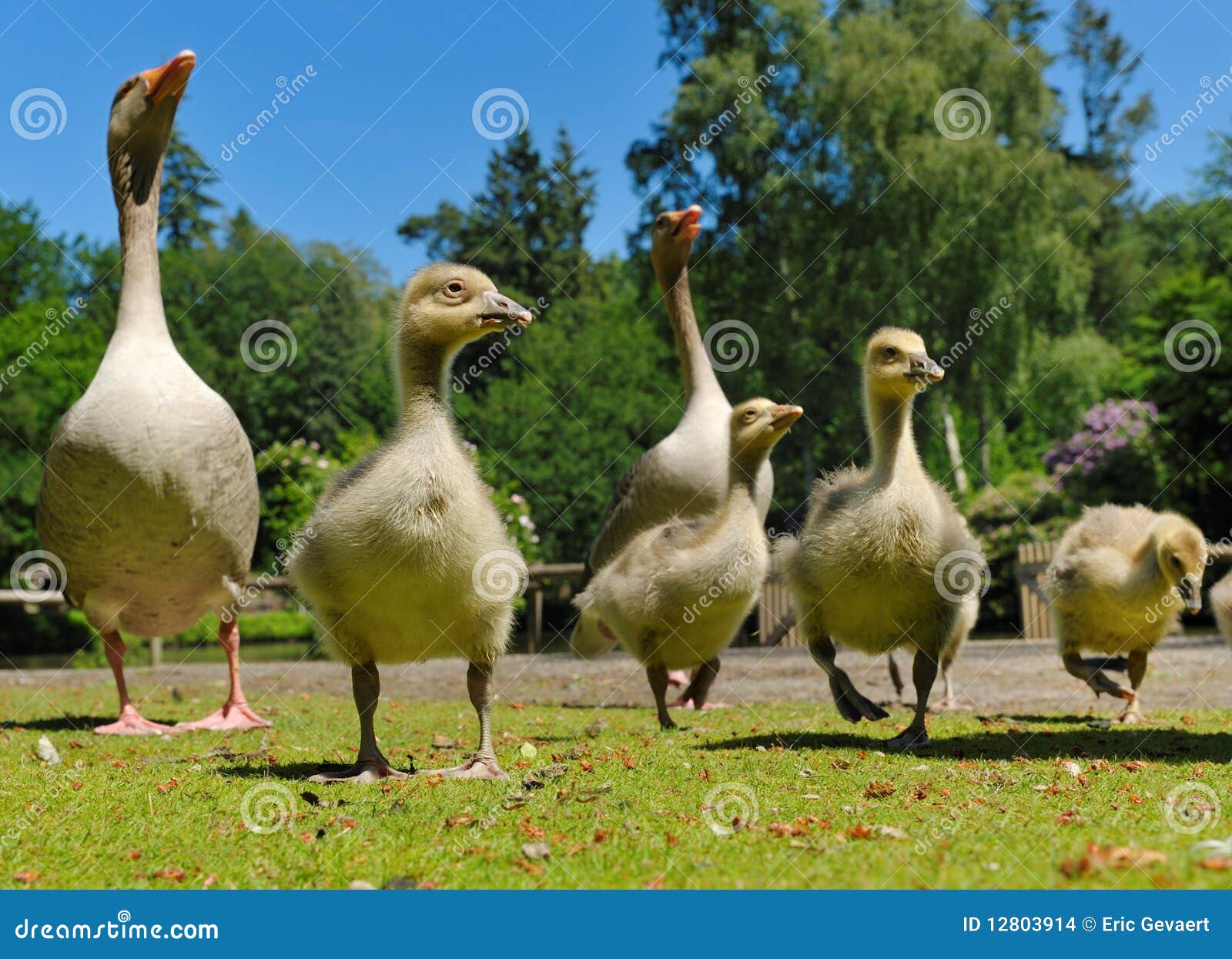 Geese family in spring stock photo. Image of goose, poultry - 12803914