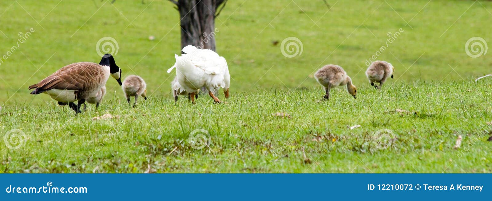 Geese on Farm stock photo. Image of wild, domesticated - 12210072