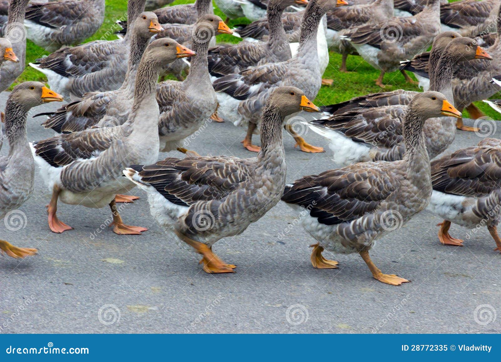 Geese on a farm stock image. Image of bird, gaggle, pasture - 28772335