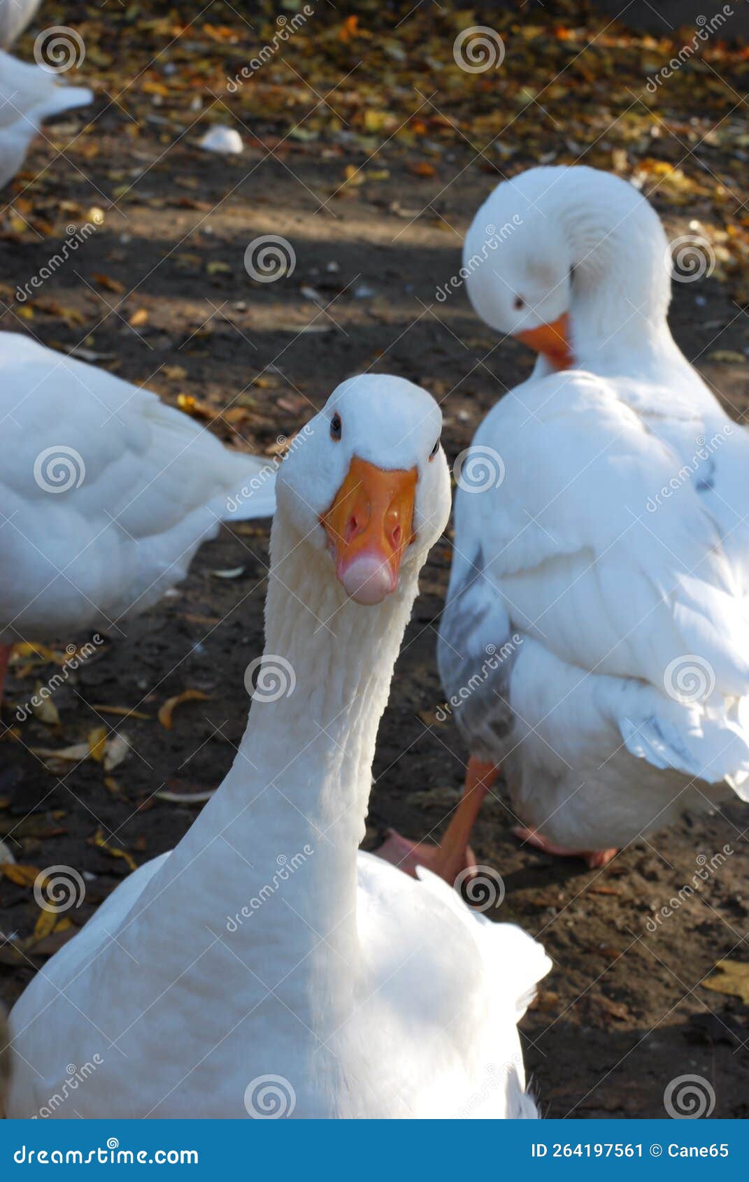 Geese stock image. Image of birds, wildlife, waterbird - 264197561