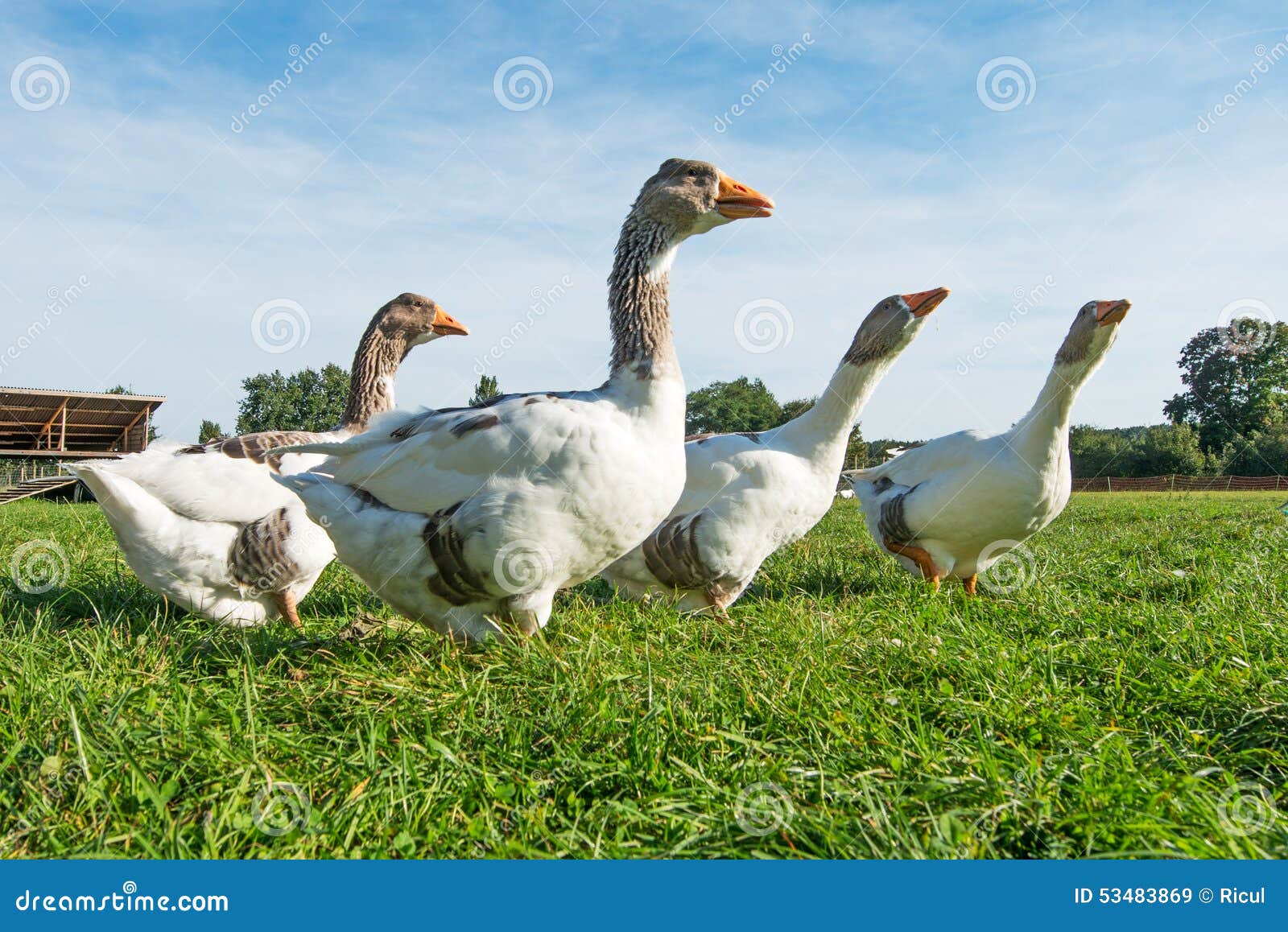 Geese on a farm stock image. Image of grass, green, fattening - 53483869