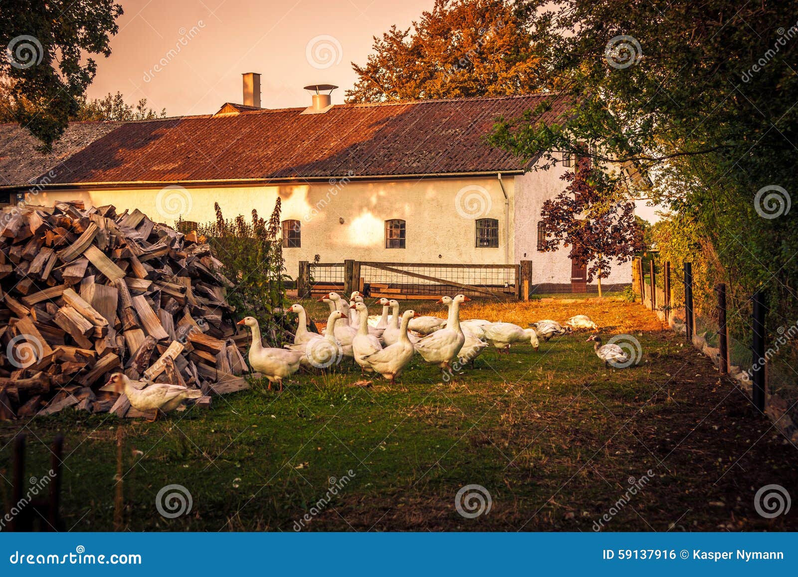 Geese at a farm house stock photo. Image of geese, evening - 59137916