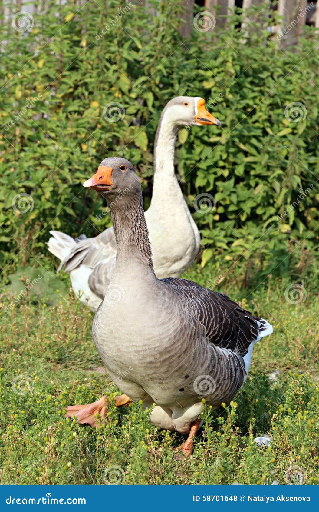 Geese on the Farm.. Shooting Outdoors Stock Photo - Image of gaggle ...