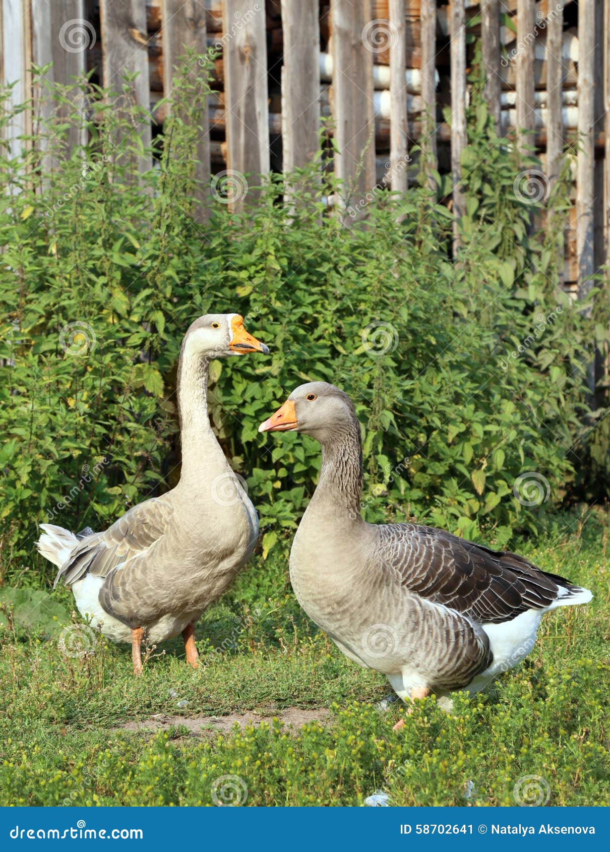 Geese on the Farm.. Shooting Outdoors Stock Image - Image of lawn ...
