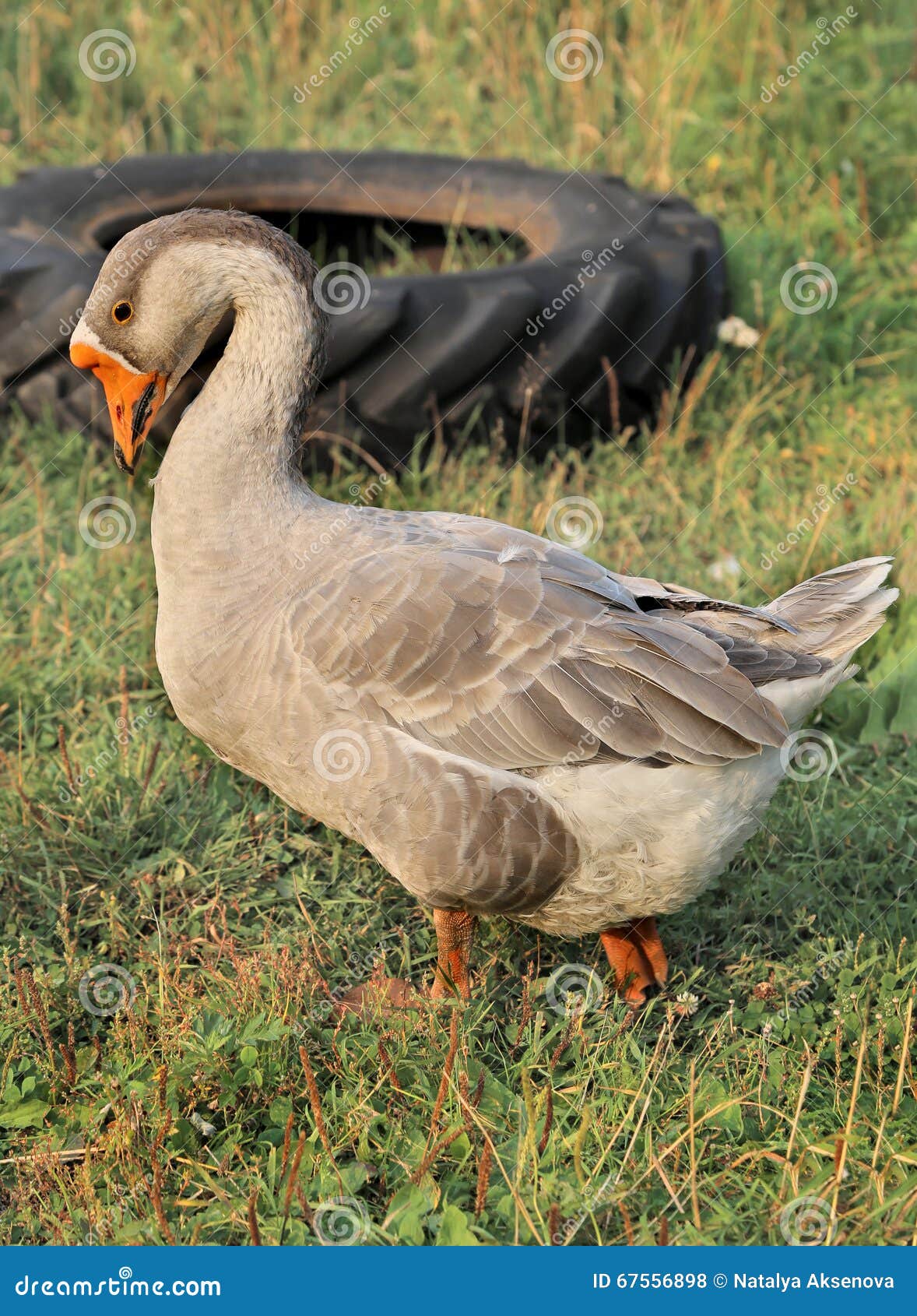 Geese On The Farm.. Shooting Outdoors. Rustic Theme. Stock Photo ...