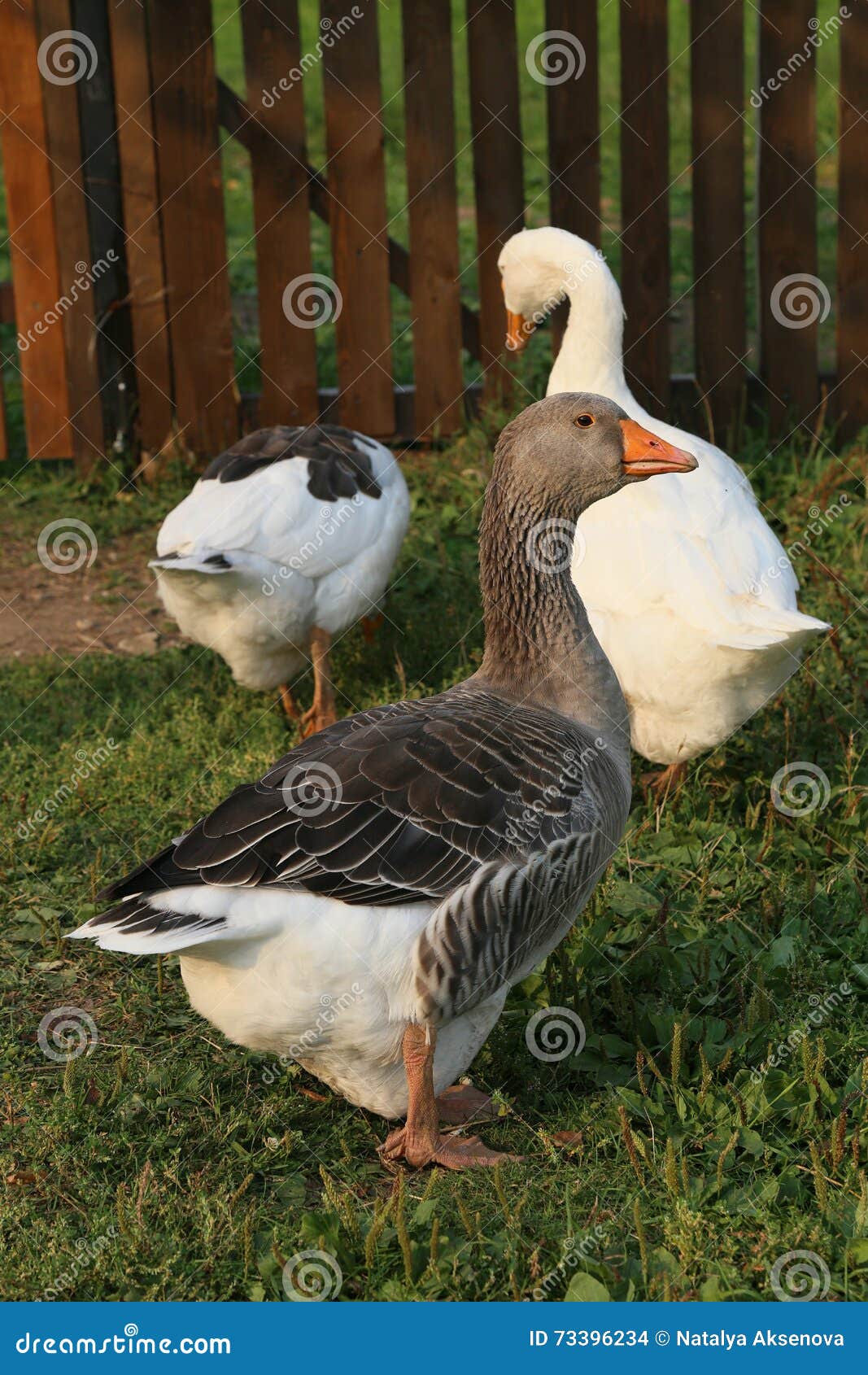 Geese on the Farm. Shooting Outdoors. Rustic Theme. Flock of Standing ...