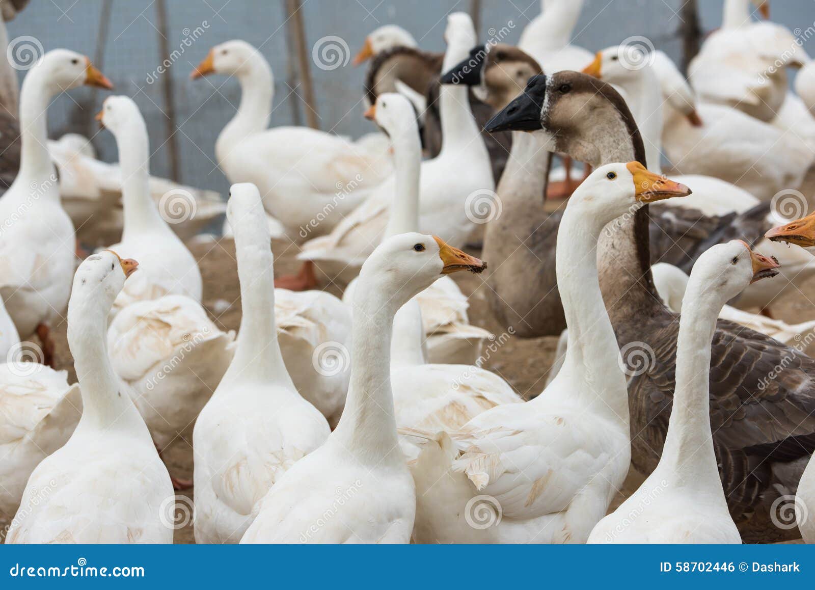 Geese at a farm stock photo. Image of farmlands, cackle - 58702446