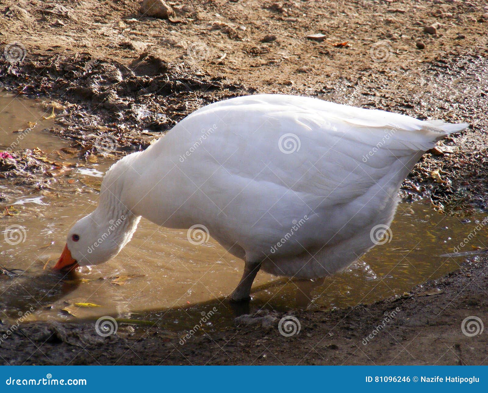 Geese are Fed into Natural Eating Everything 2 Stock Photo - Image of ...