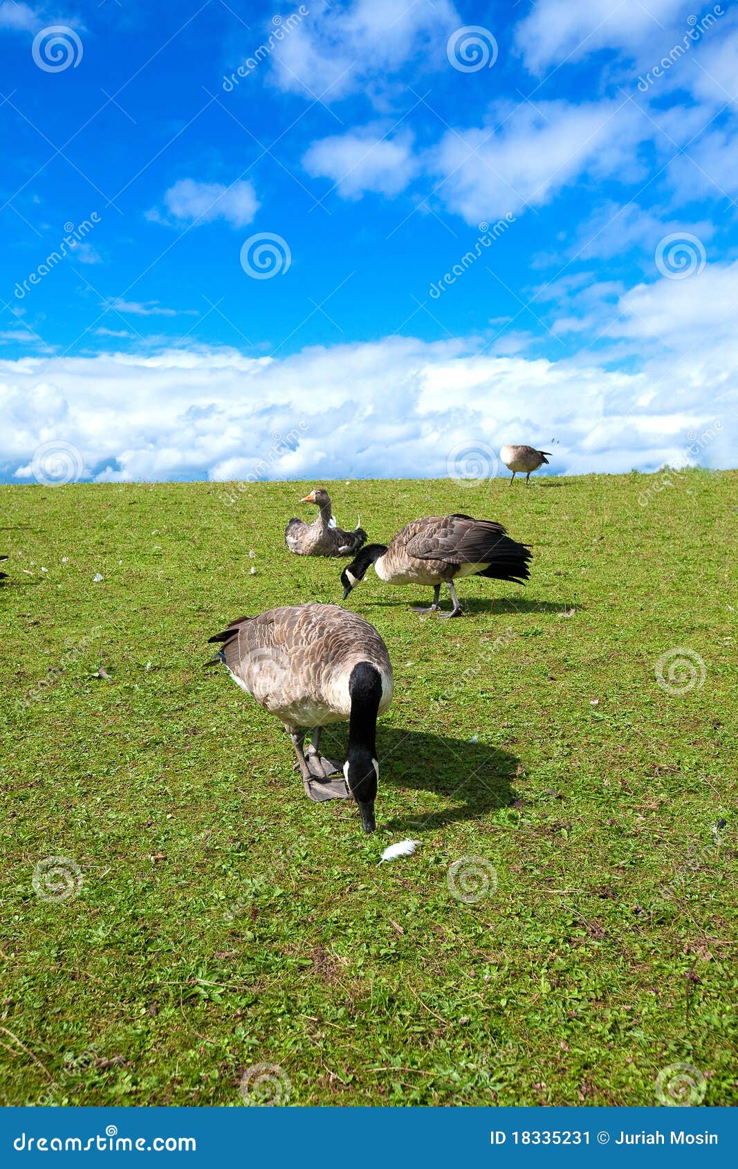Geese Feeding on Grassy Hills Stock Image - Image of fresh, hill: 18335231