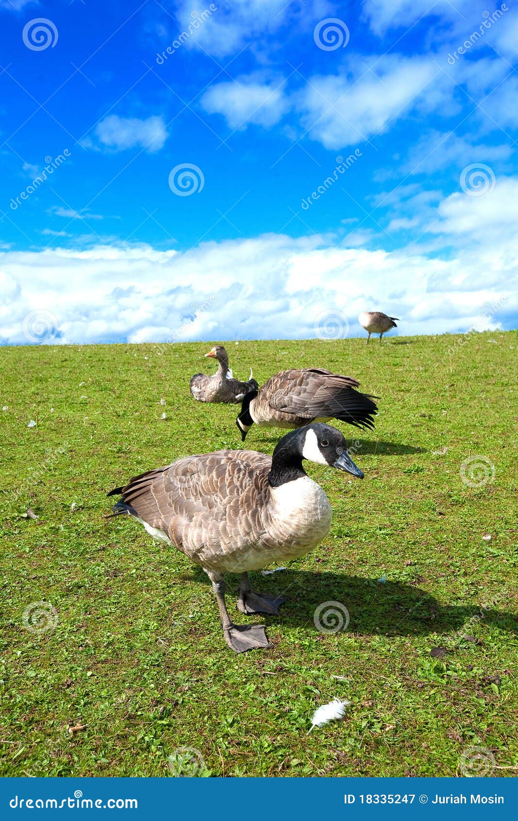 Geese Feeding on Grassy Hills Stock Image - Image of webbed, spring ...