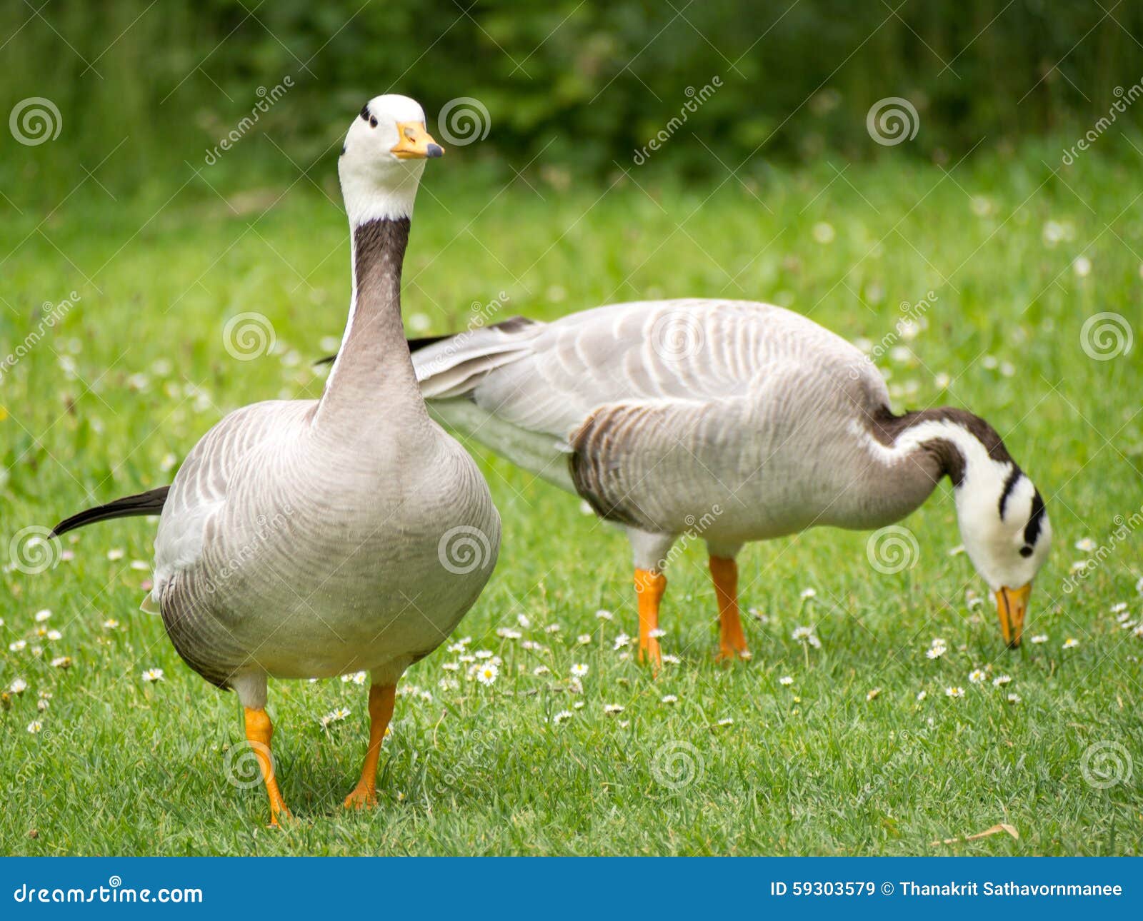 Geese feeding in a park stock image. Image of brown, goose - 59303579