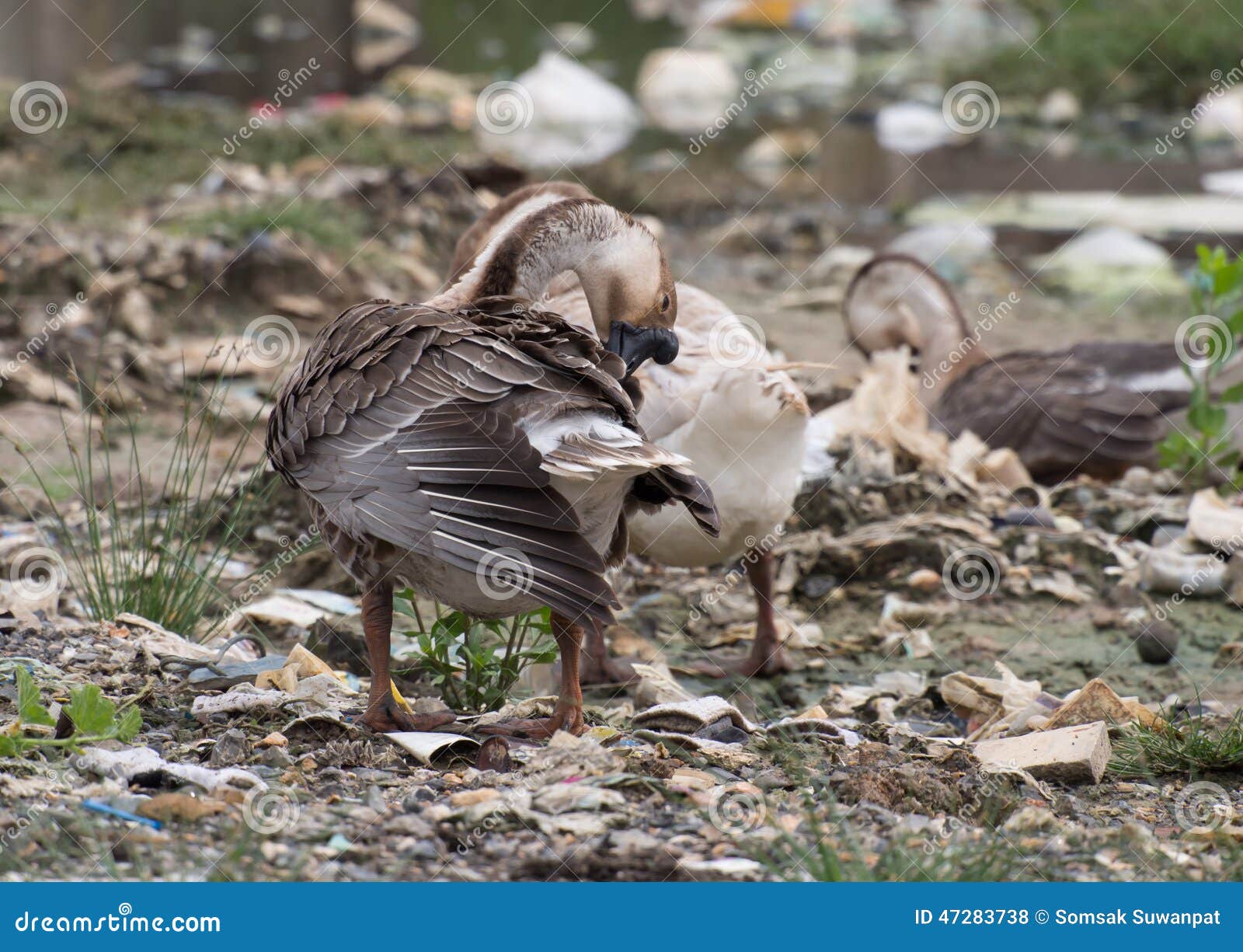 Geese Feeding on the Waste Pile Stock Photo - Image of nature, food ...
