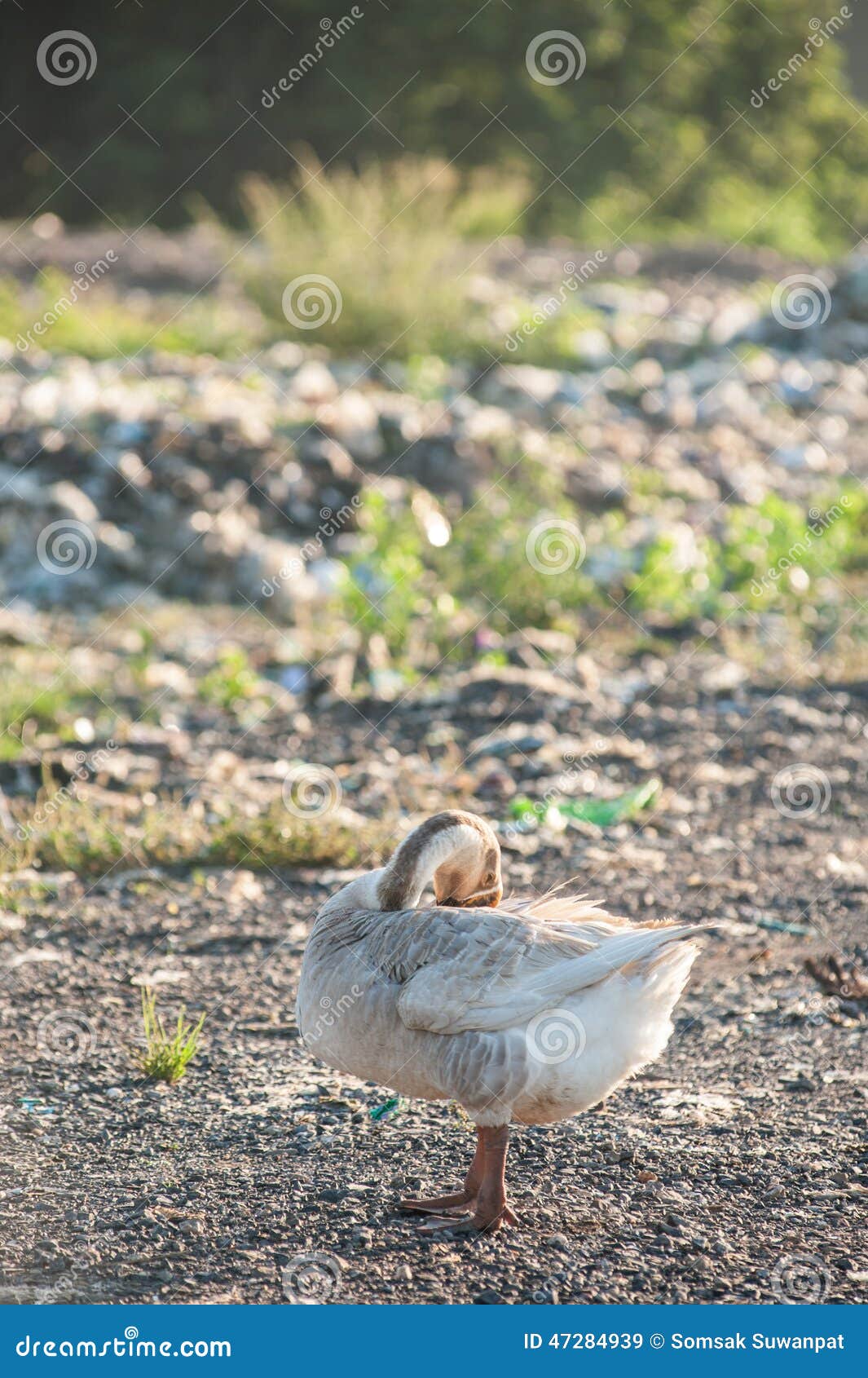 Geese Feeding on the Waste Pile Stock Image - Image of food ...