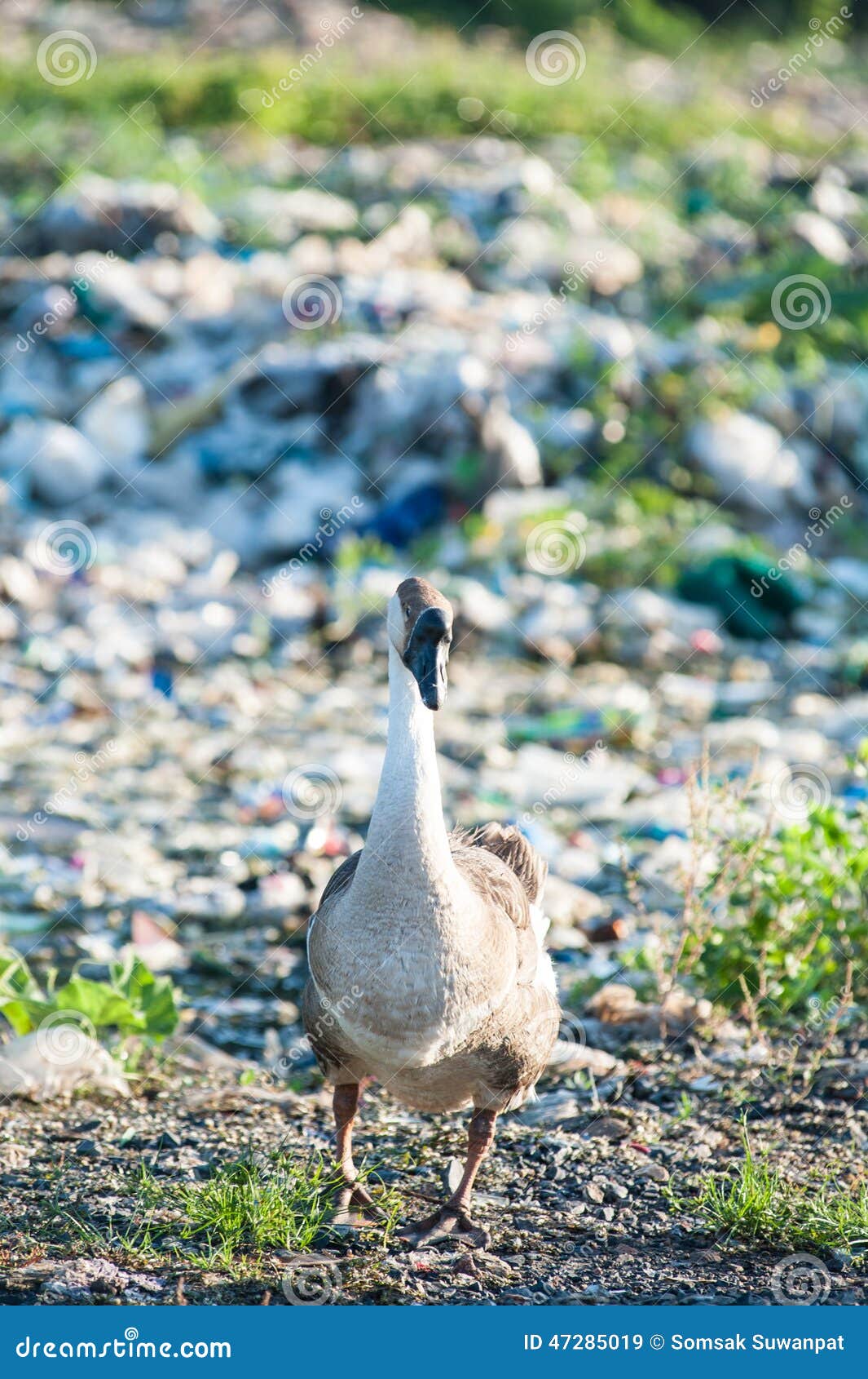 Geese Feeding on the Waste Pile Stock Image - Image of outdoors, grass ...