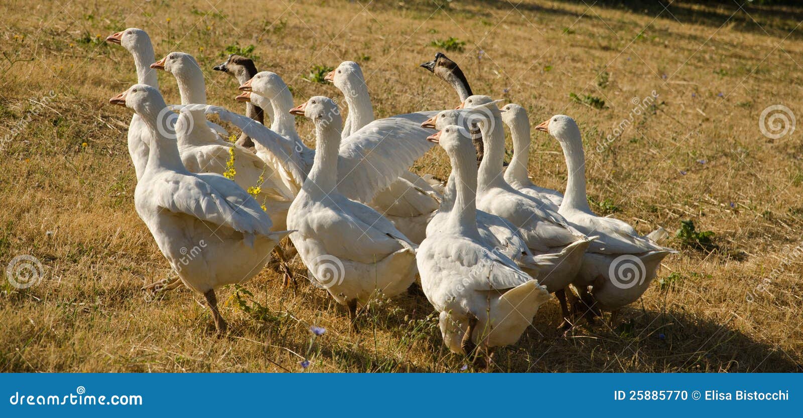 Geese on a field stock photo. Image of group, agriculture - 25885770