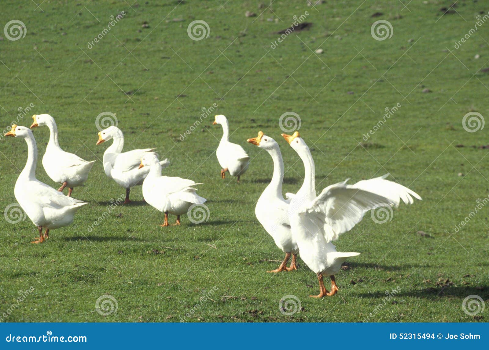 Geese in field, springtime stock photo. Image of group - 52315494