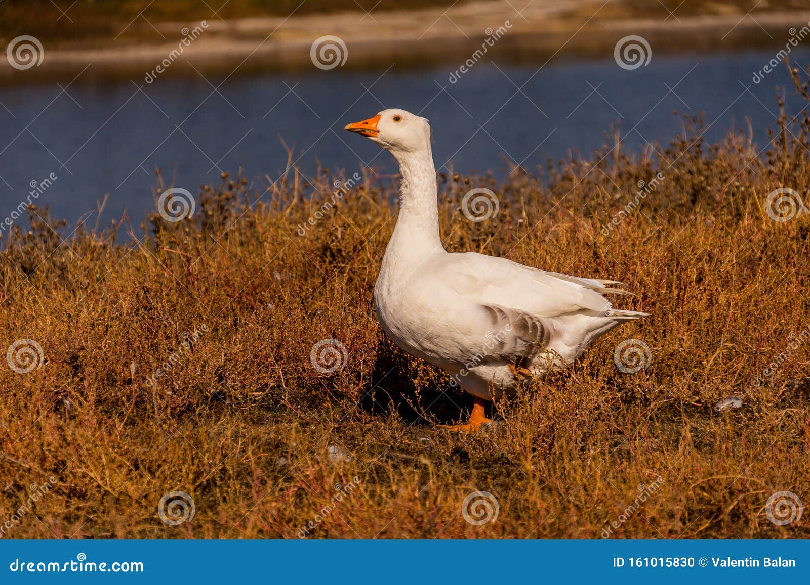 Geese in a Field in Sunlight in Autumn. Stock Photo - Image of morning ...