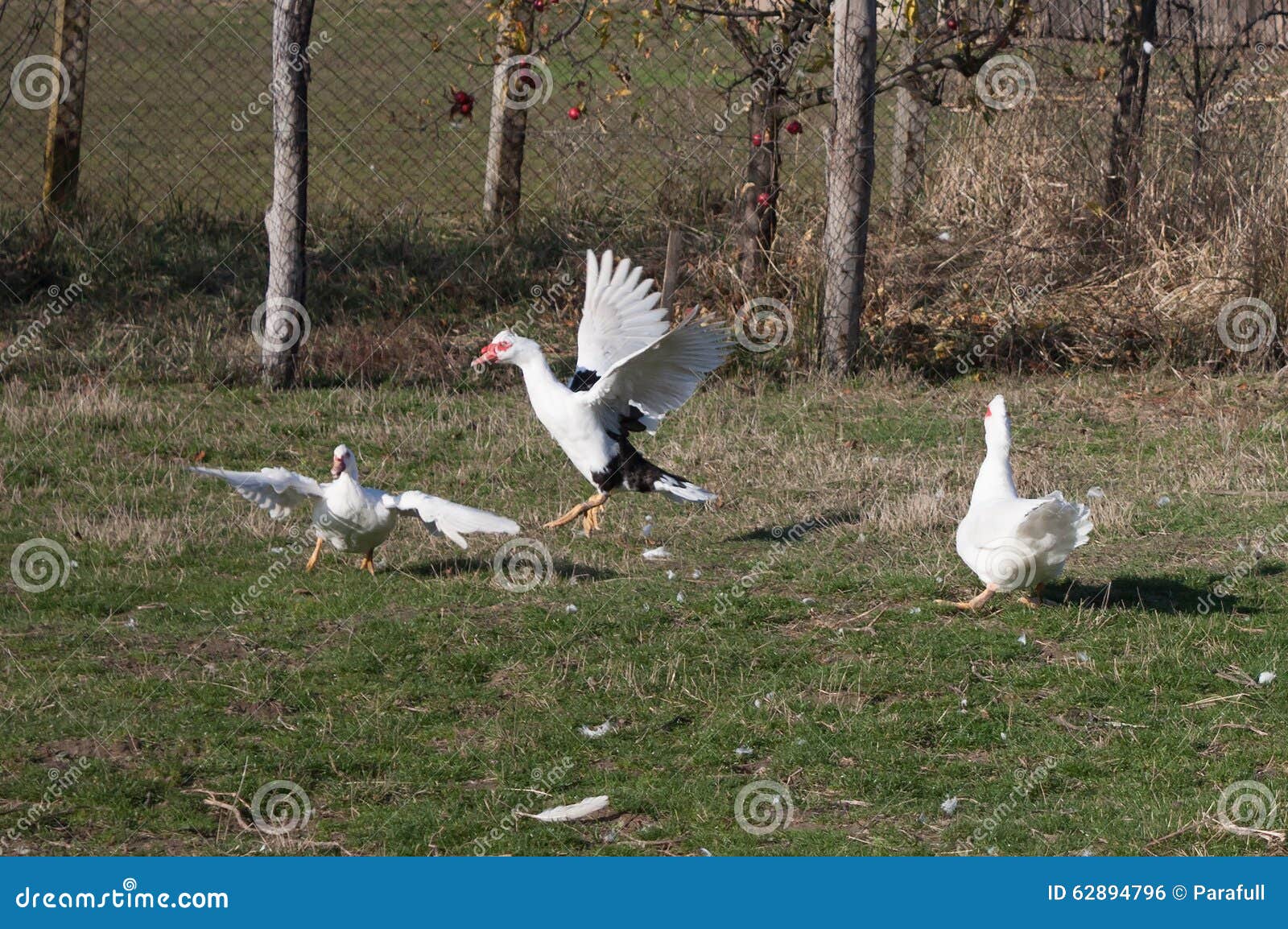 Geese fighting stock photo. Image of courtyard, group - 62894796