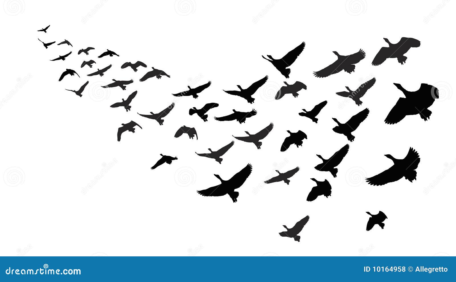 Geese in flight stock illustration. Illustration of flying - 10164958