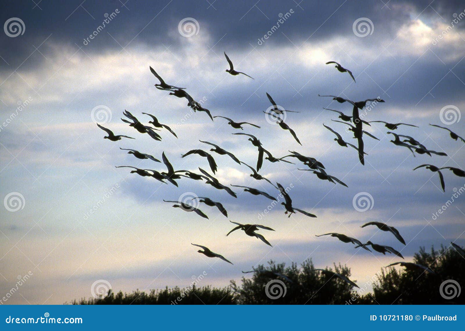Geese in flight stock photo. Image of cloudy, evening - 10721180