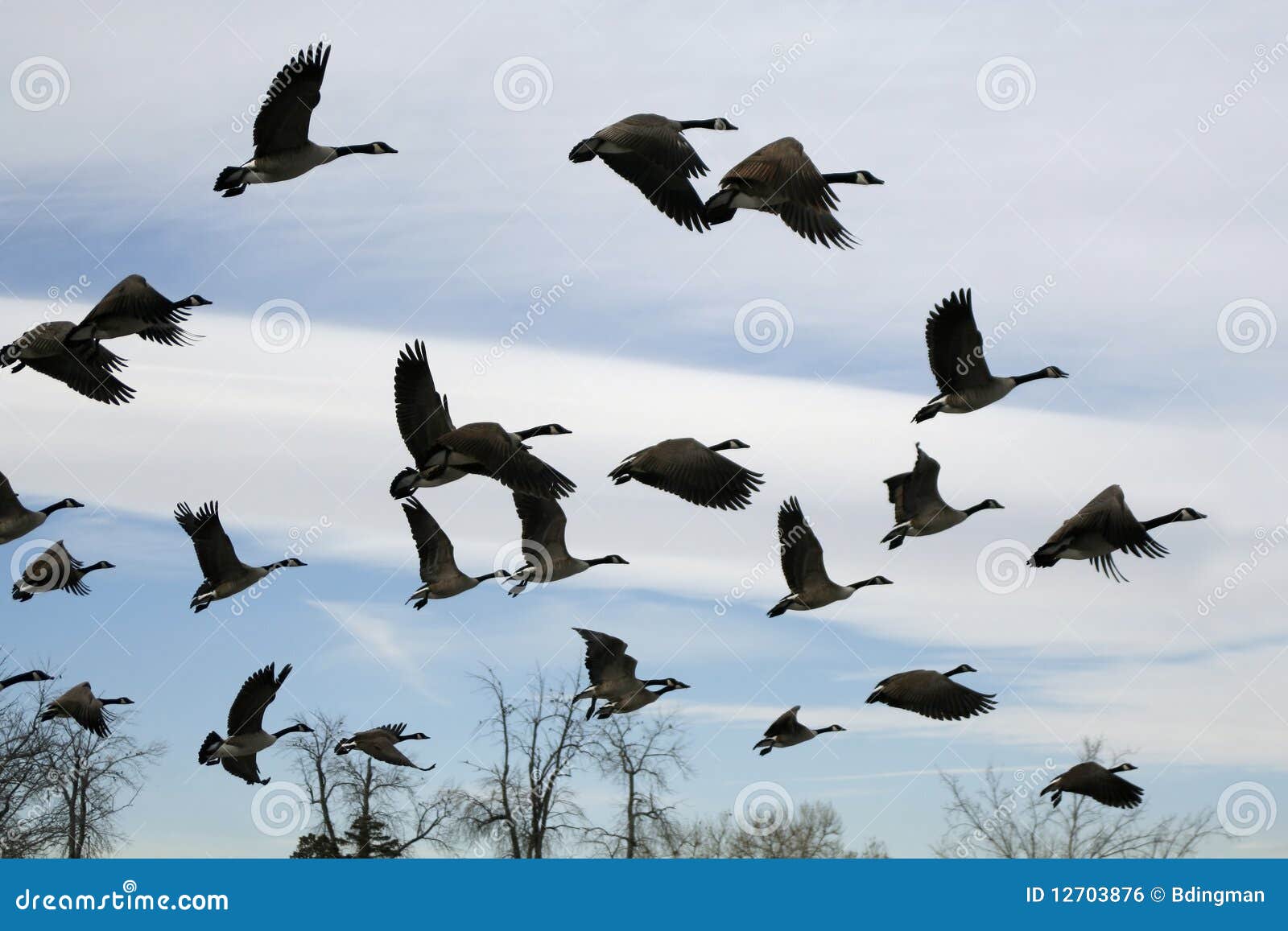 Geese in Flight stock photo. Image of flying, branch - 12703876