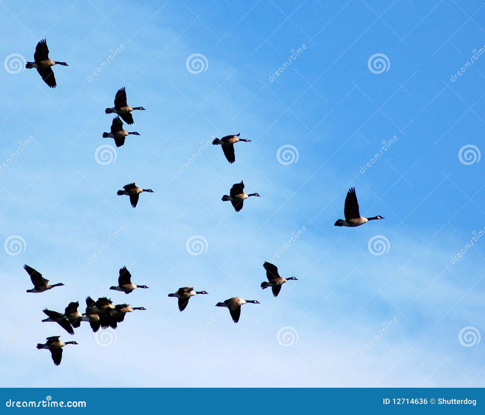 Geese in flight stock photo. Image of follow, wing, soar - 12714636