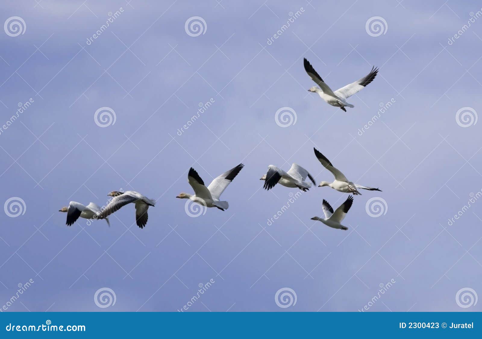 Geese in the flight 2 stock image. Image of geese, migration - 2300423