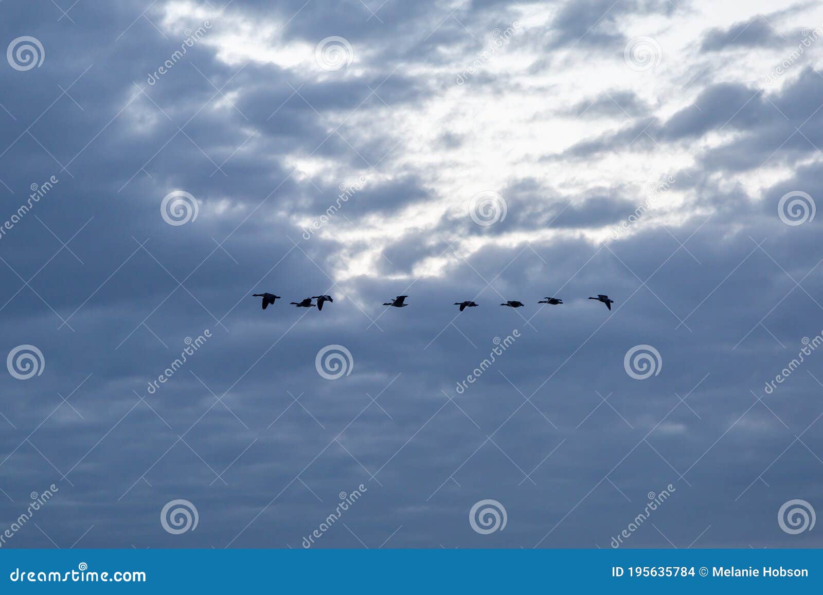 Geese in Flight stock photo. Image of angle, migration - 195635784