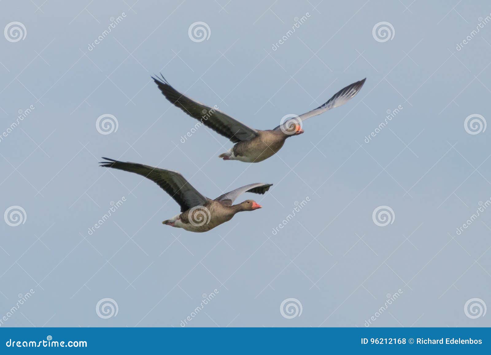 Geese in flight stock photo. Image of flying, netherlands - 96212168