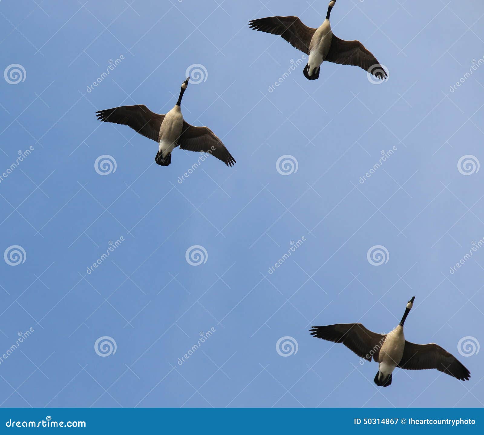 Geese in Flight stock image. Image of flying, season - 50314867