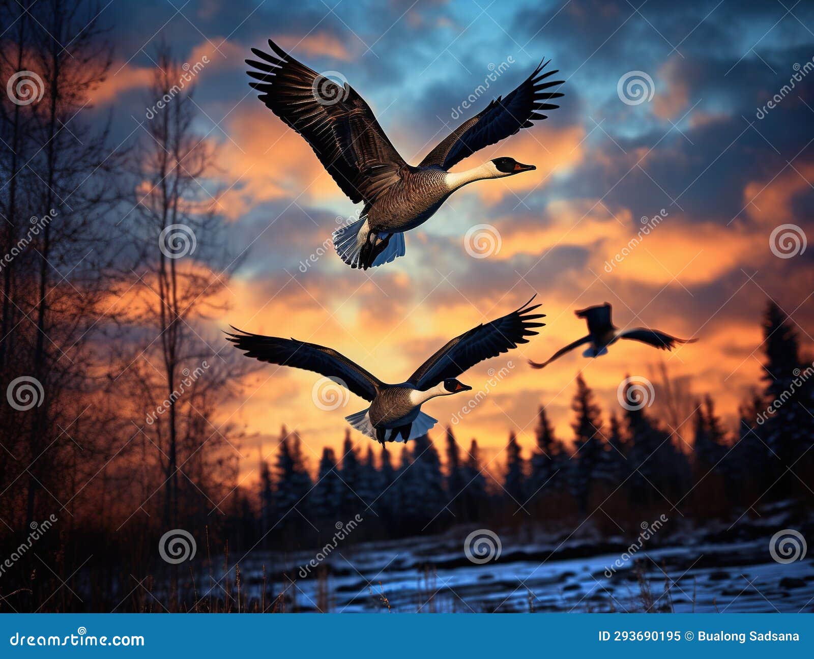 Geese in Flight stock illustration. Illustration of clouds - 293690195