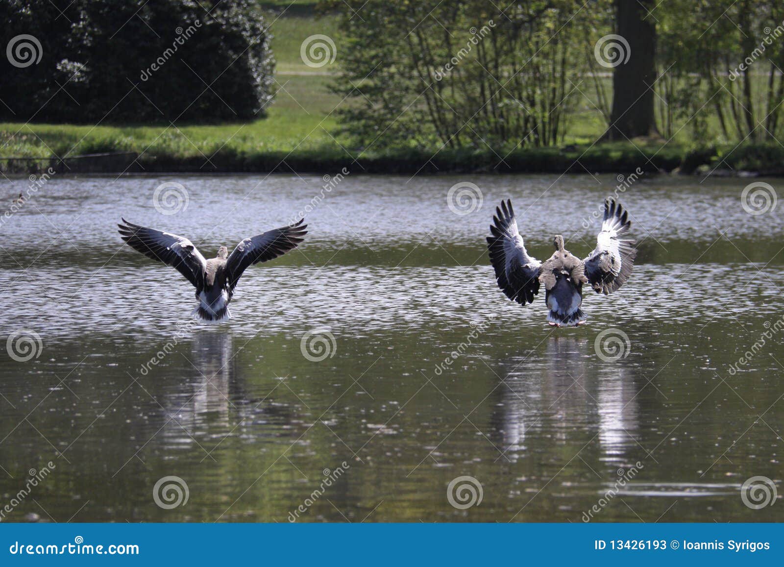 Geese in Flight Over a Pond Stock Image - Image of pond, geese: 13426193