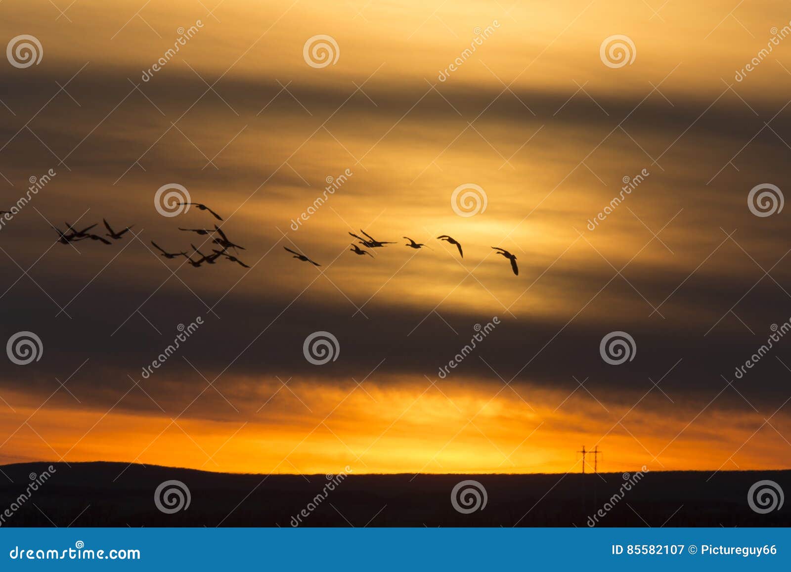 Geese in Flight Sunset stock image. Image of geese, landscape - 85582107