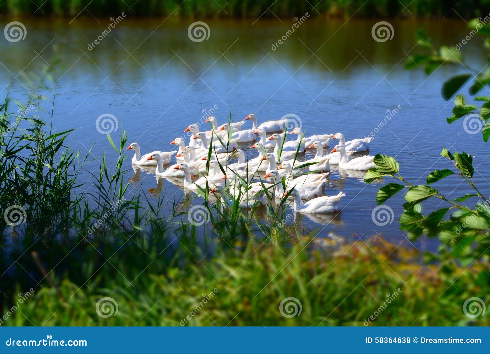 Geese Float in the Reserve in the Morning Stock Photo - Image of fauna ...