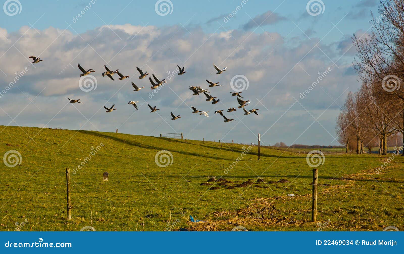 Geese Flying Away from a Dutch Stock Photo - Image of action ...
