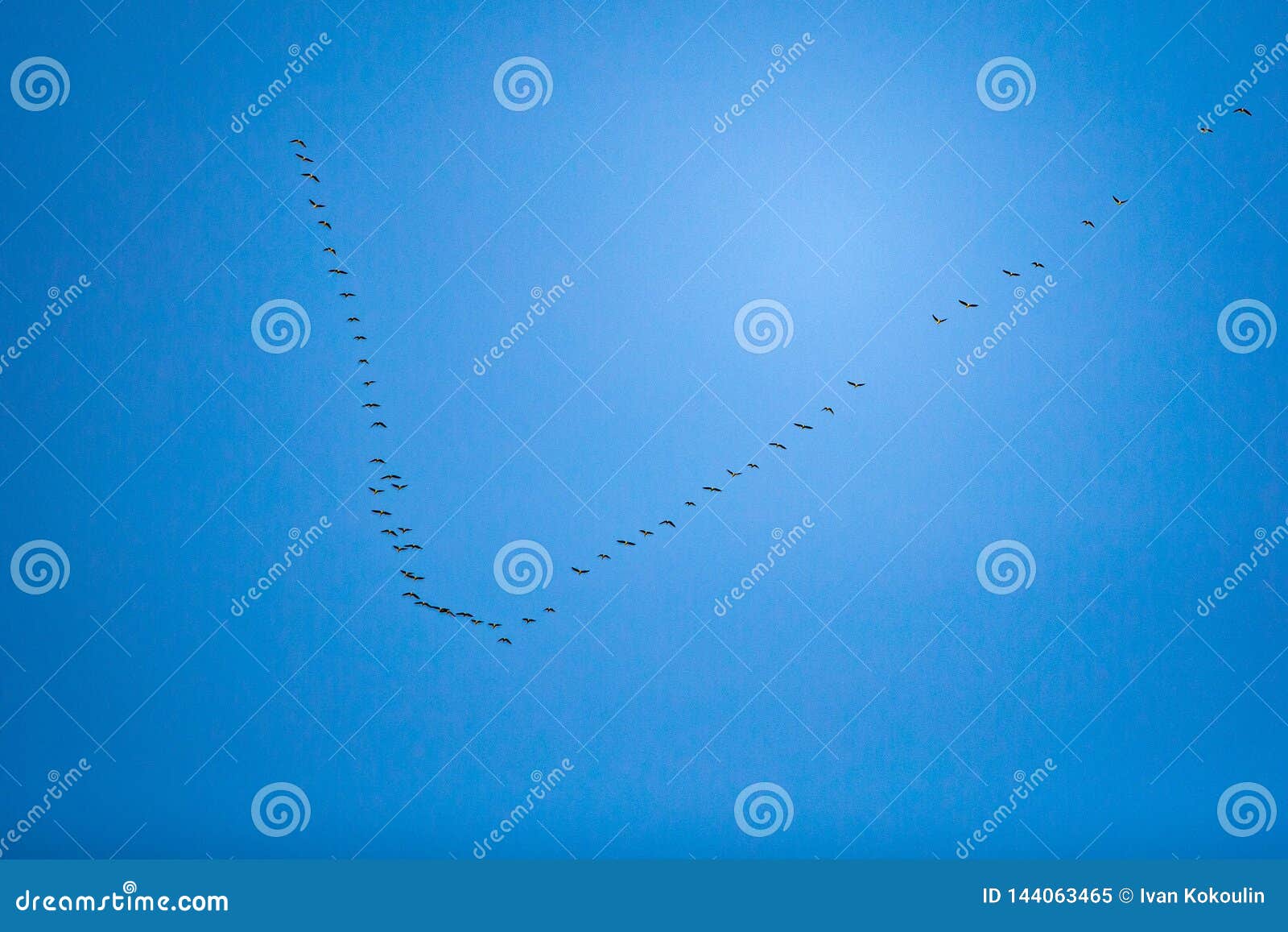 Geese Flying Back Home at Spring Concept Warmth Stock Image - Image of ...