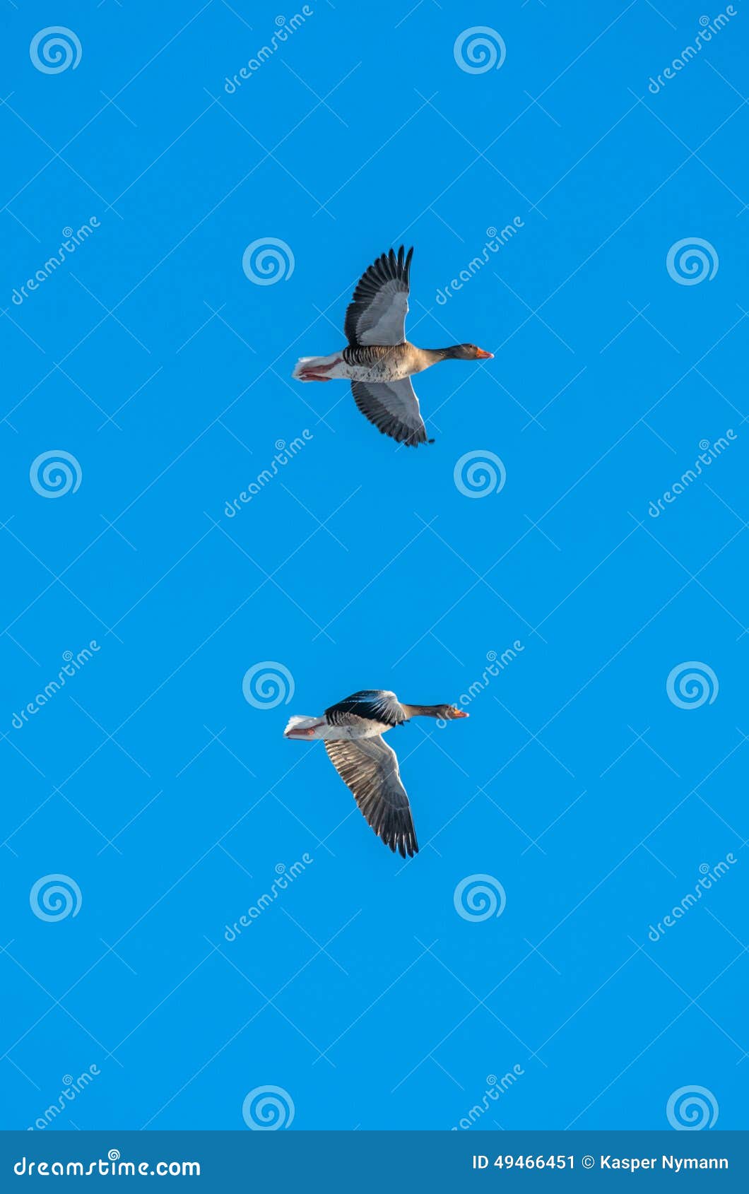 Geese Flying on Blue Background Stock Image - Image of clear, blue ...