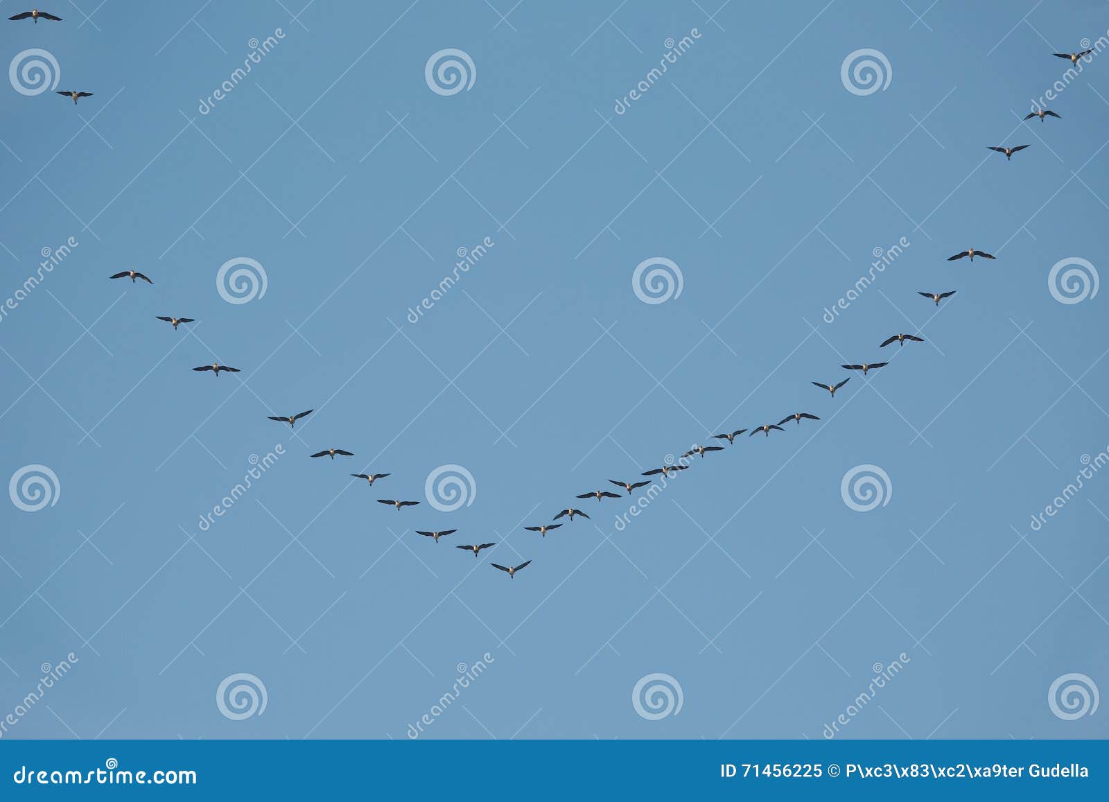 Geese Flying in Formation stock image. Image of flight - 71456225