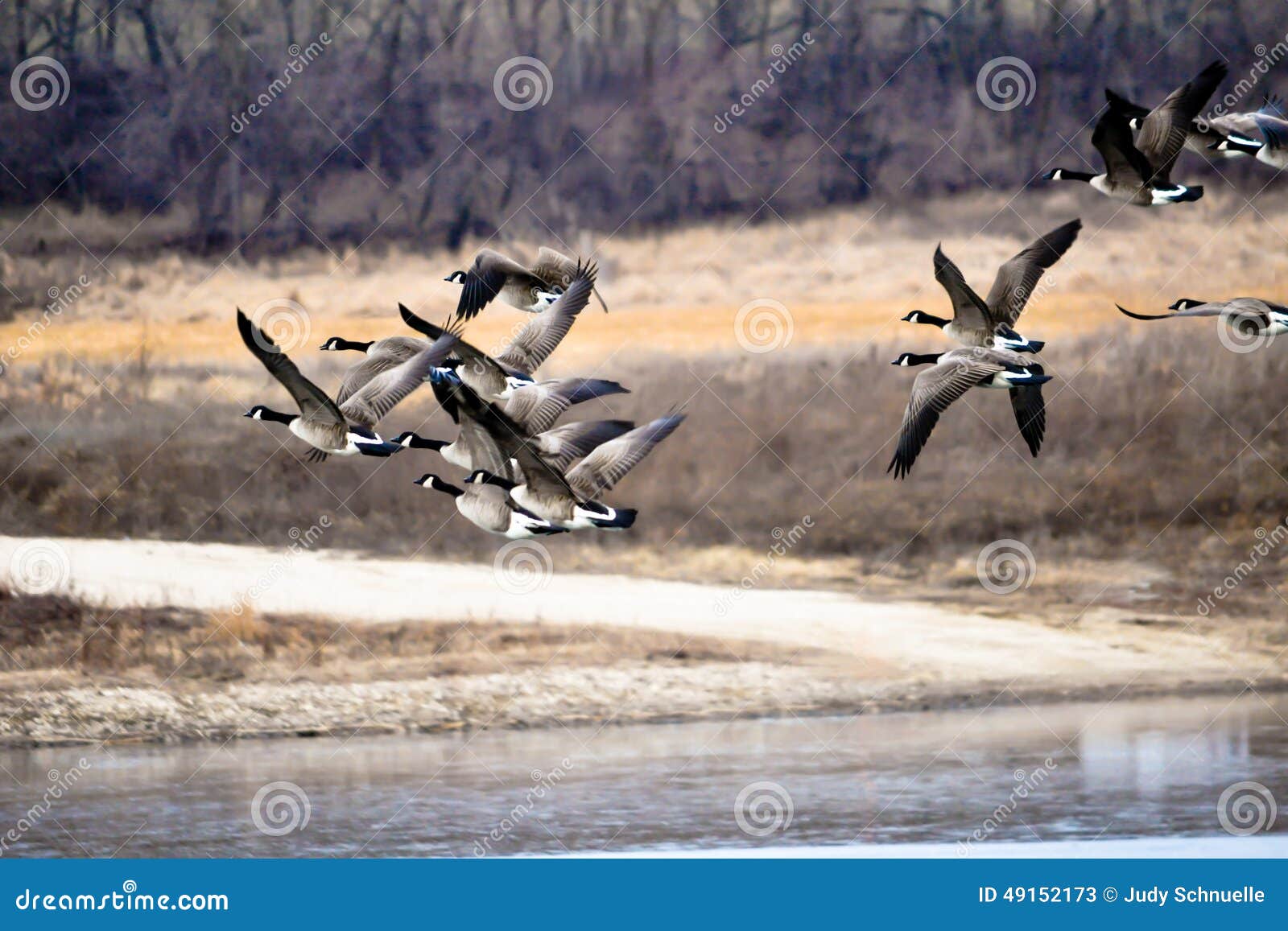 Geese Flying Low stock image. Image of wildlife, water - 49152173