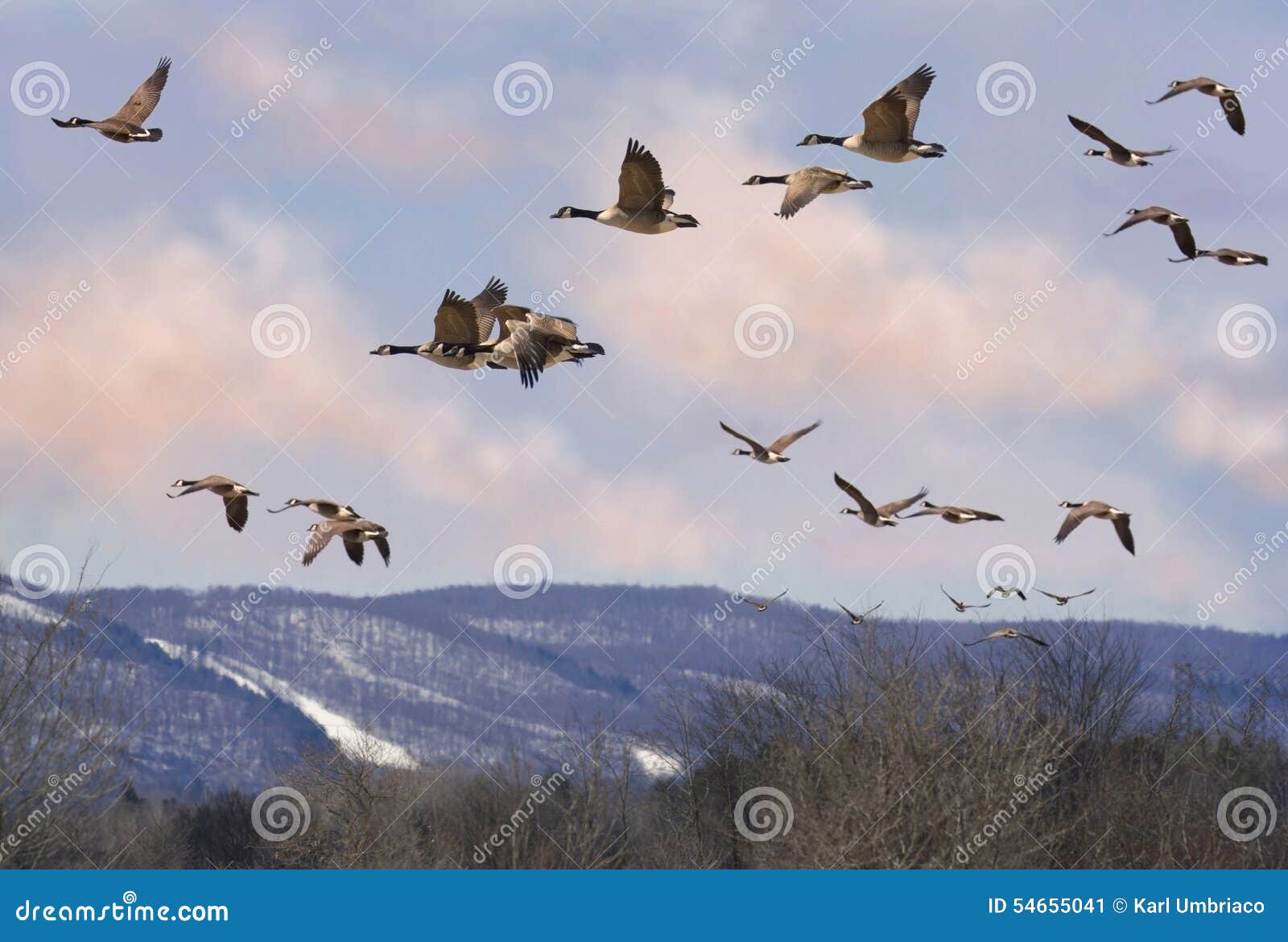 Geese stock image. Image of spring, geese, animal, forest - 54655041