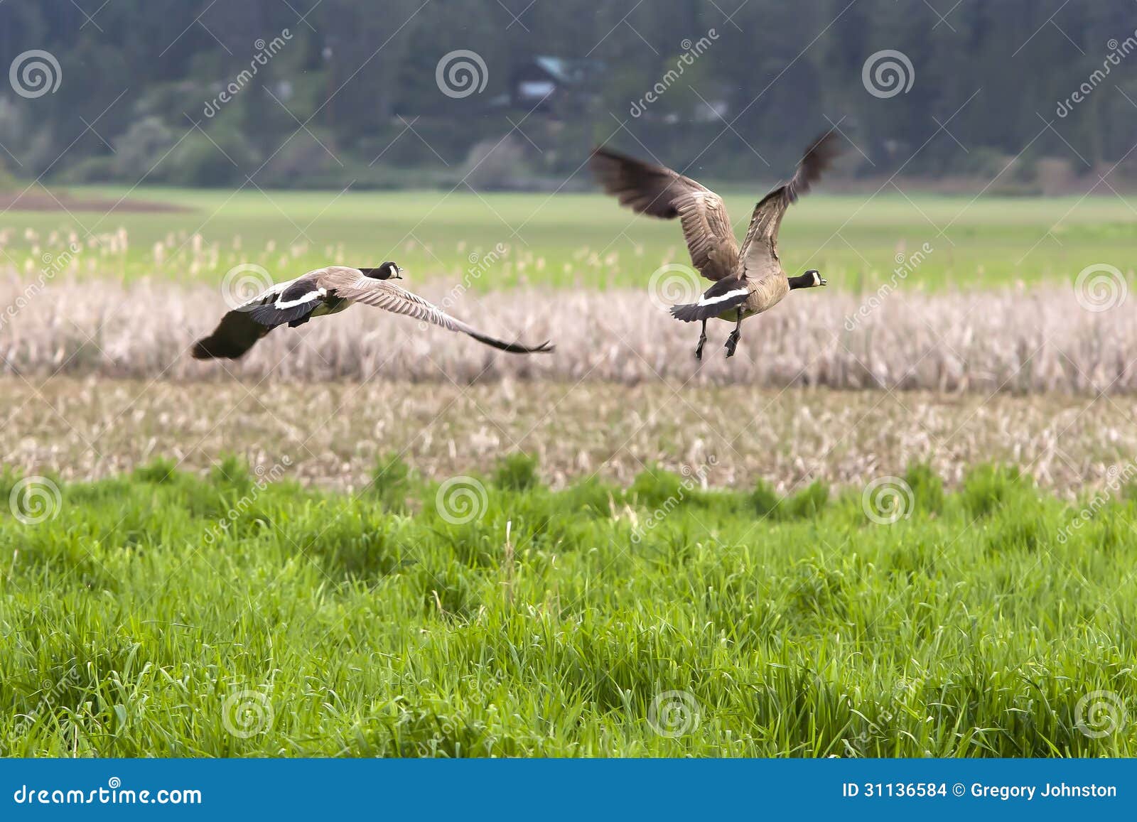 Geese flying off. stock photo. Image of goose, avian - 31136584