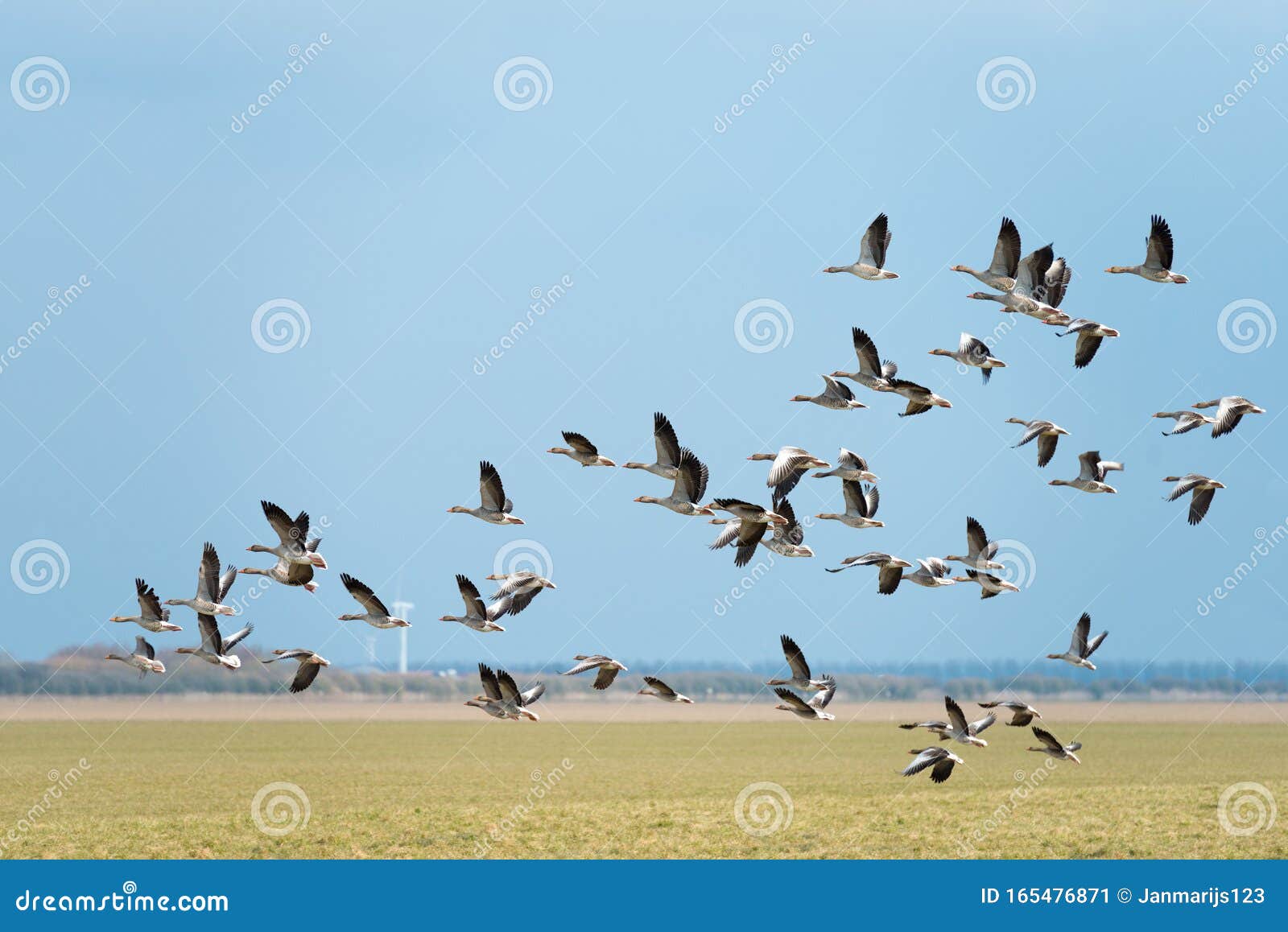 Geese Flying Over a Field in a Blue Sky in Sunlight in Winter Stock ...
