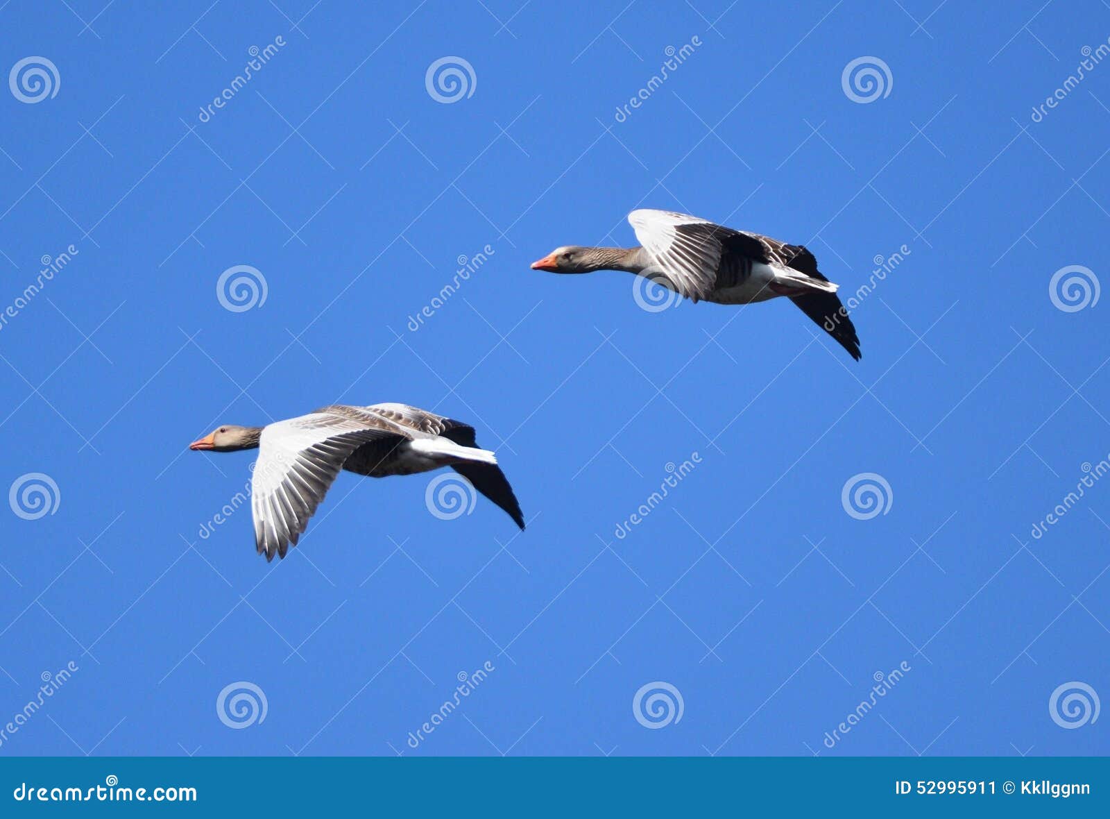 Geese flying stock image. Image of flight, north, feather - 52995911