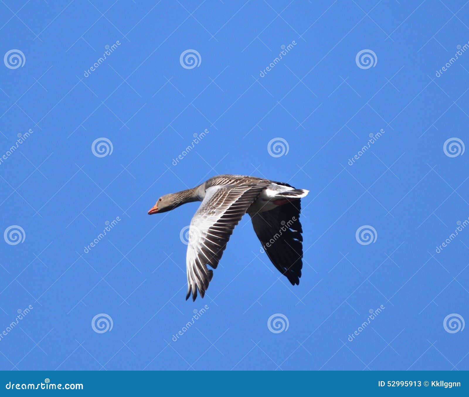 Geese flying stock image. Image of gone, migrate, anseriformes - 52995913