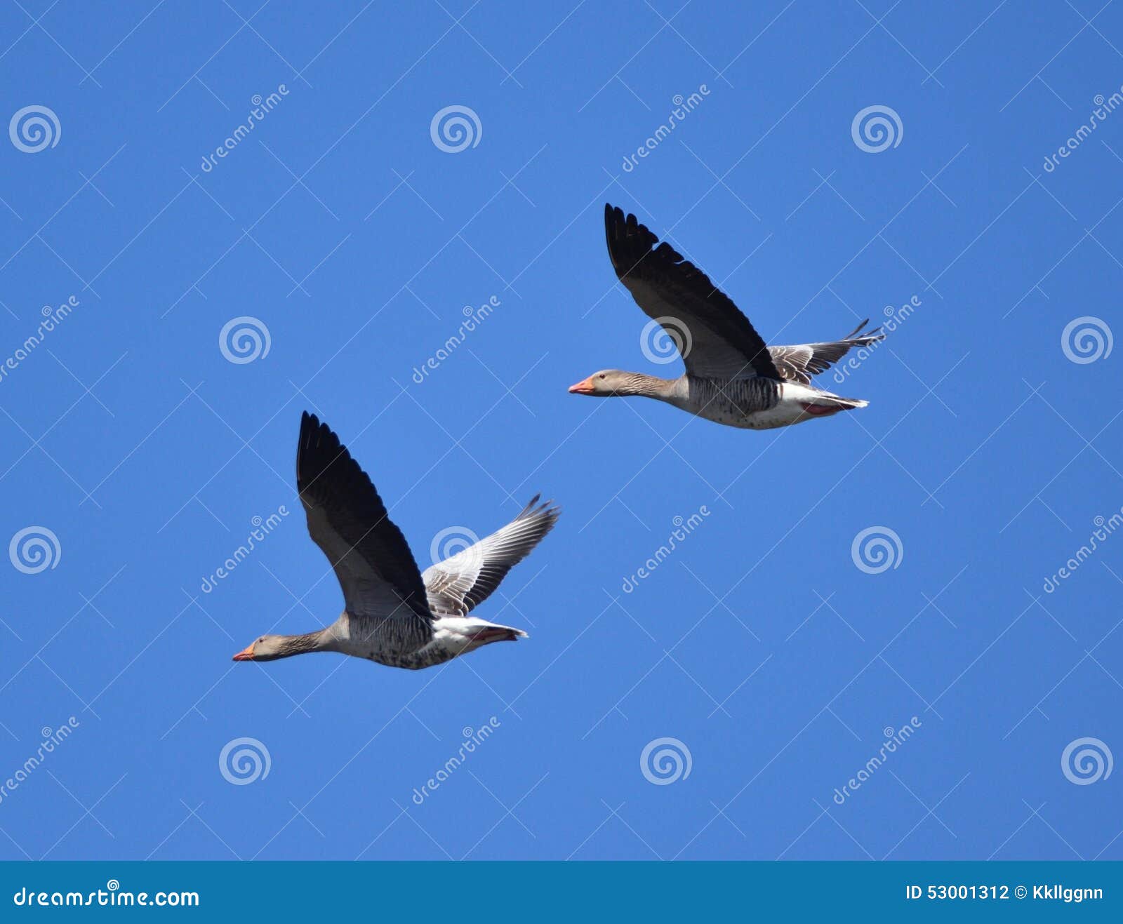 Geese flying stock photo. Image of follow, destination - 53001312
