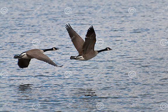 Geese Flying Over Water stock photo. Image of geese, north - 22742510