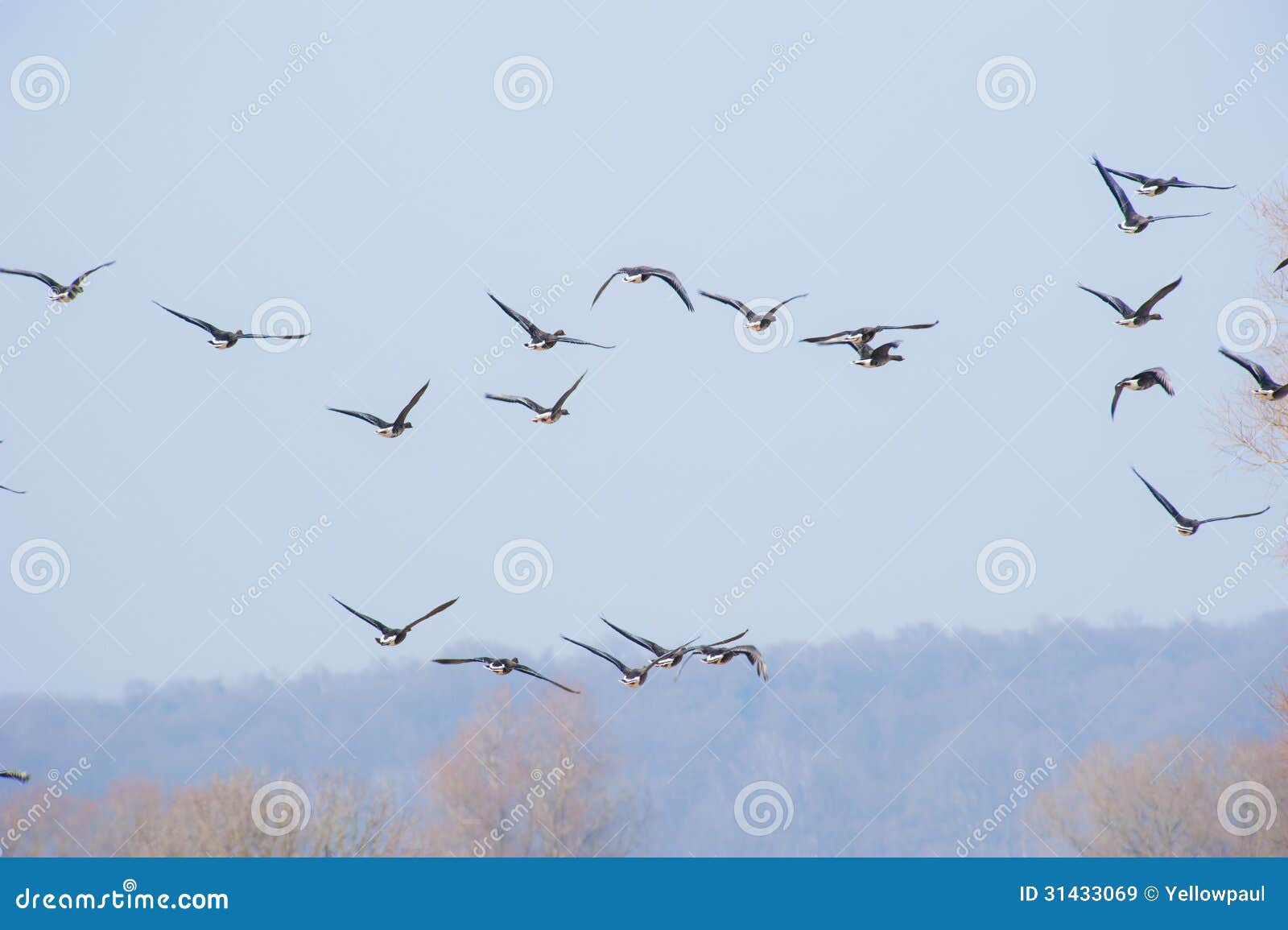 Geese Flying Overhead Against a Clear Blue Sky Stock Image - Image of ...