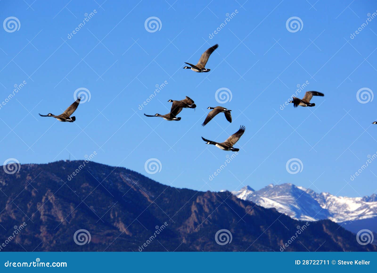 Geese flying south stock image. Image of rockies, migration - 28722711