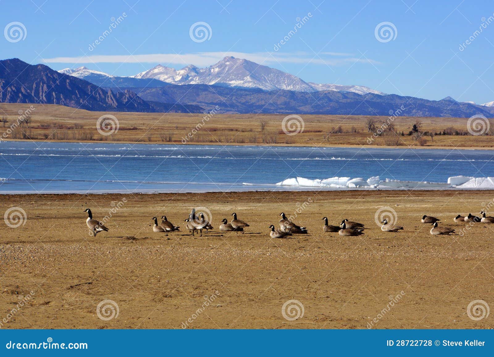 Geese flying south stock photo. Image of migration, birds - 28722728