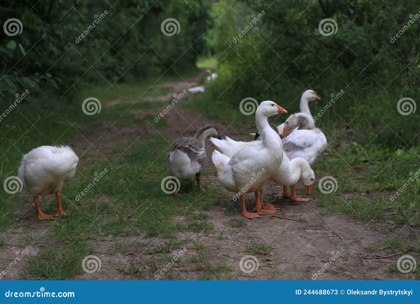 Geese Walking on a Forest Path Stock Image - Image of beak, animal ...